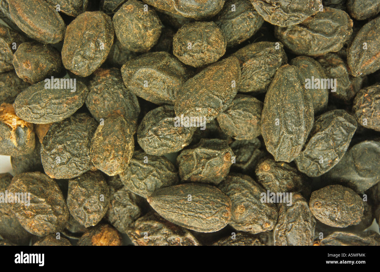 Sabalfrüchte getrocknet dried fruits Sabal Sabal palm tree Sabal ...