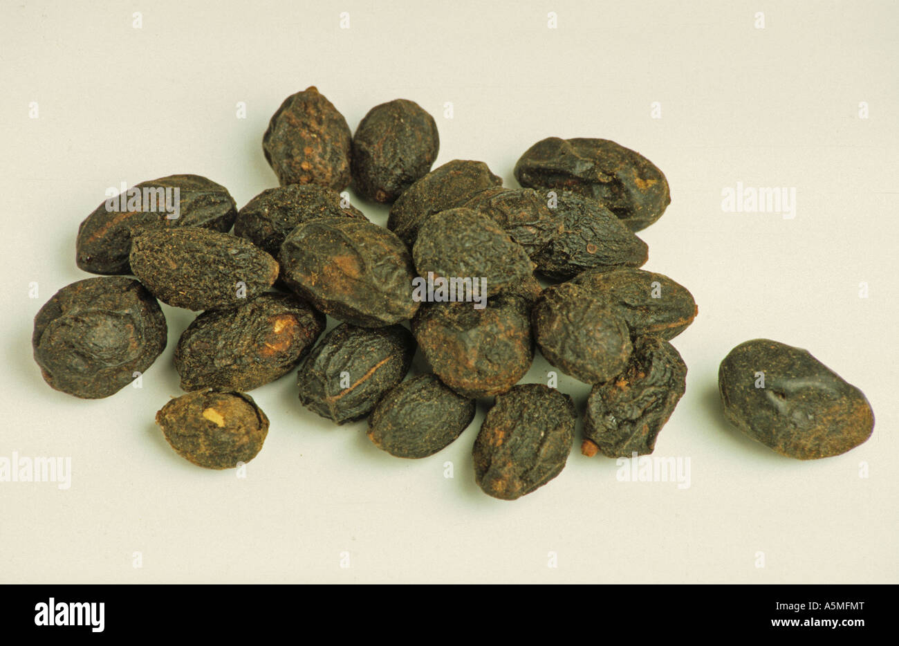 Sabalfrüchte getrocknet dried fruits Sabal Sabal palm tree Sabal ...