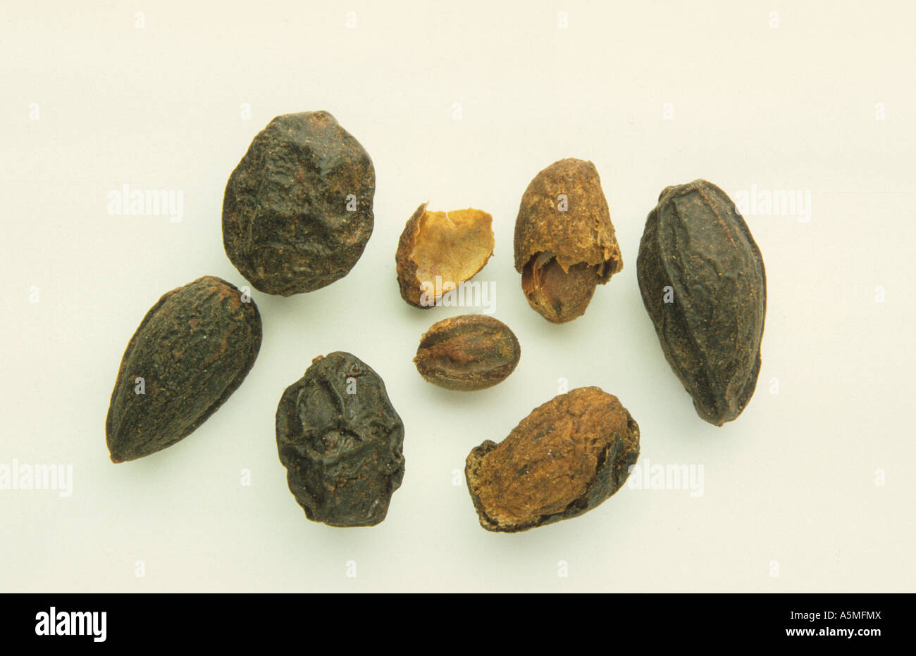 Sabalfrüchte getrocknet dried fruits Sabal Sabal palm tree Sabal ...