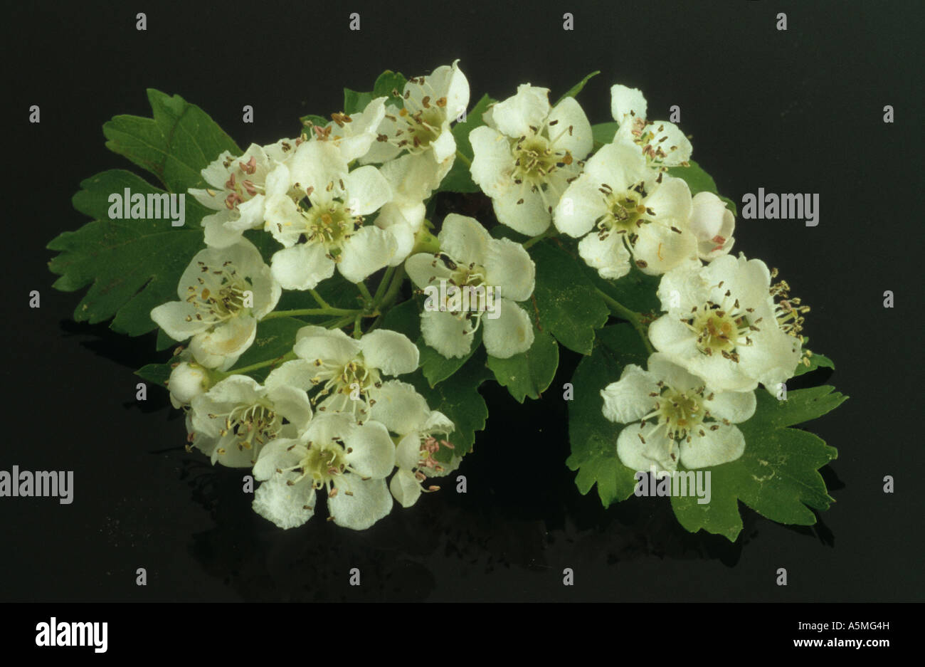 Crataegus, called hawthorn, thornapple, hawberry Stock Photo - Alamy