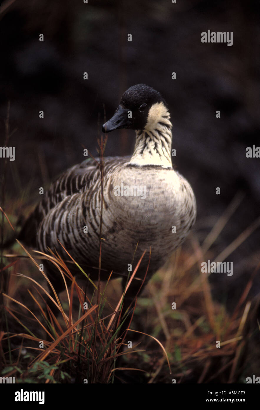Nene hawaii volcanoes national park hi-res stock photography and images ...