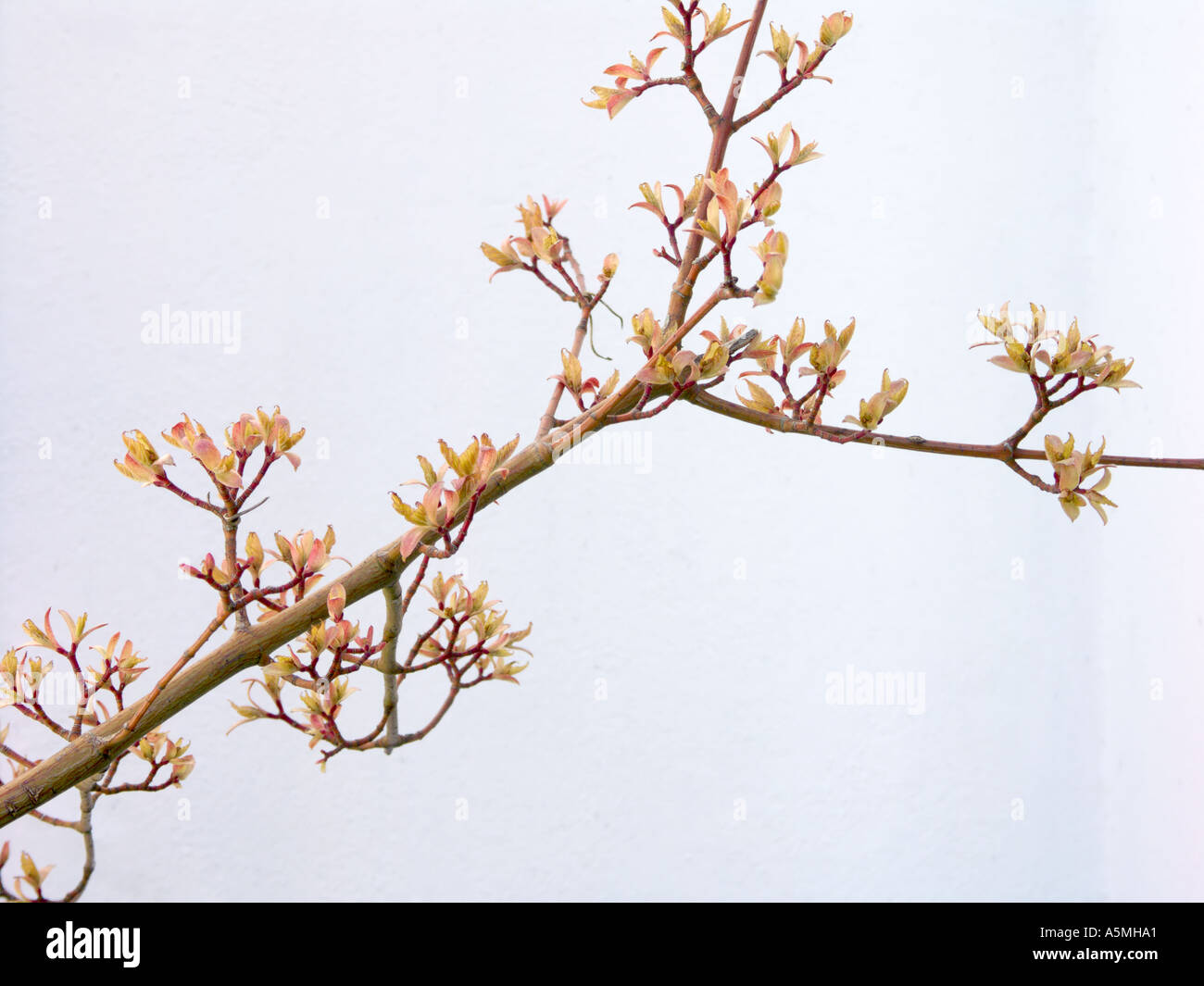 Japanese maple tree in bloom hi-res stock photography and images - Alamy