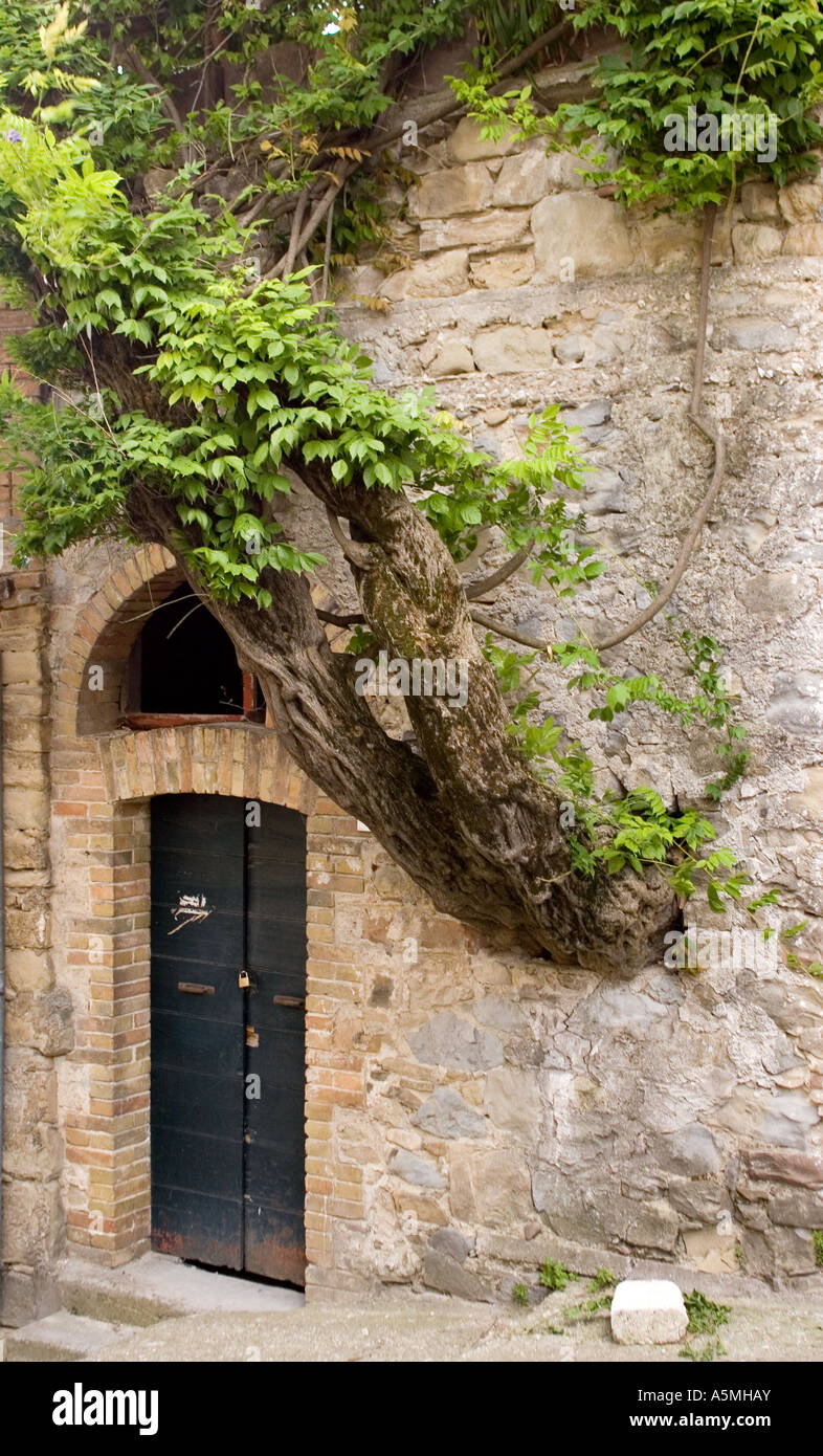 Tree growing out of building in Accumoli Italy Stock Photo - Alamy