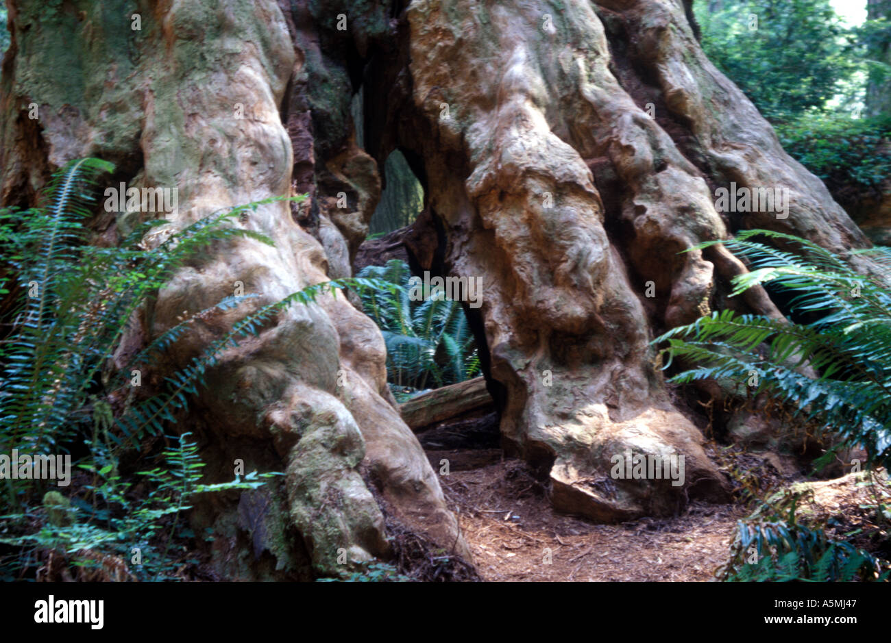 Giant Redwood Stump California USA Stock Photo - Alamy