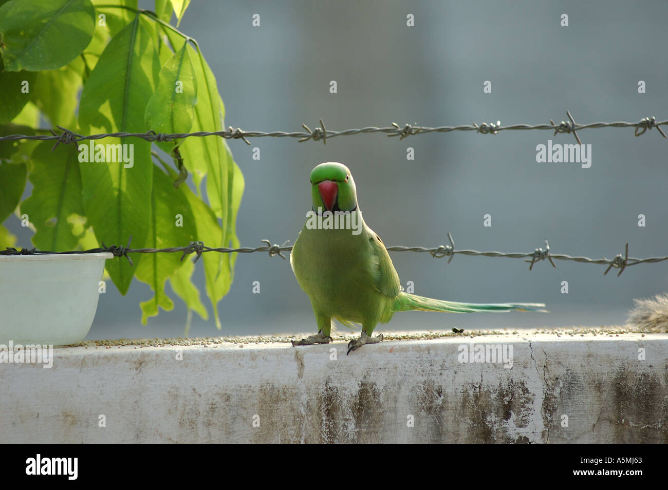 Green colour parrot hi-res stock photography and images - Alamy