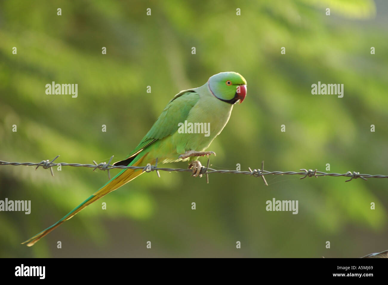 RAJ98837 One single green color Parrot sitting on a wire Stock Photo ...