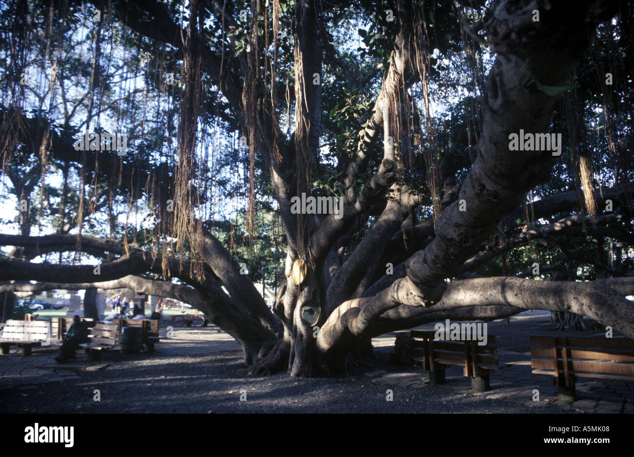 Bayan tree hi-res stock photography and images - Alamy