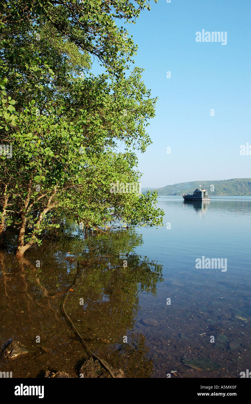 Mangrove maharashtra hi-res stock photography and images - Alamy