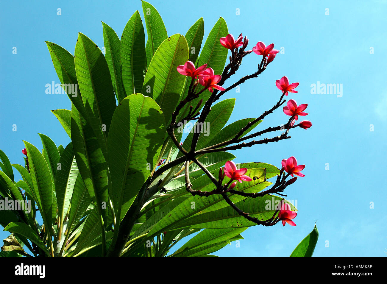 Champa flowers hi-res stock photography and images - Alamy