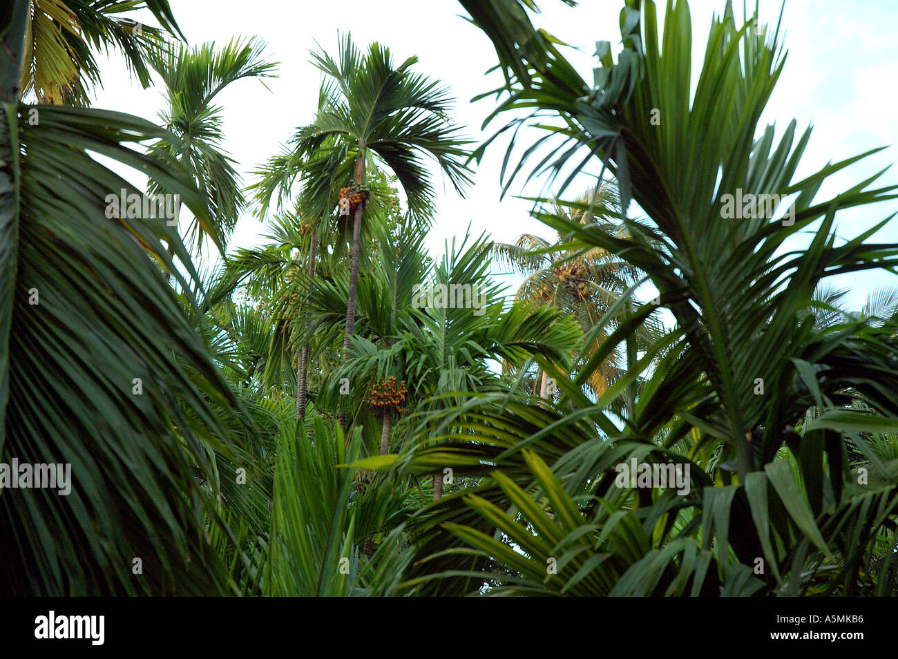RAJ98864 Trees of Betel Nut Farm Konkan Maharashtra India Stock Photo ...