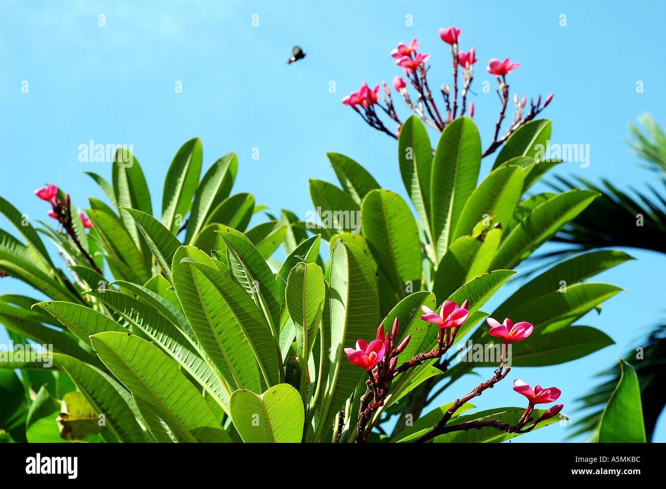 Red champa flowers hi-res stock photography and images - Alamy