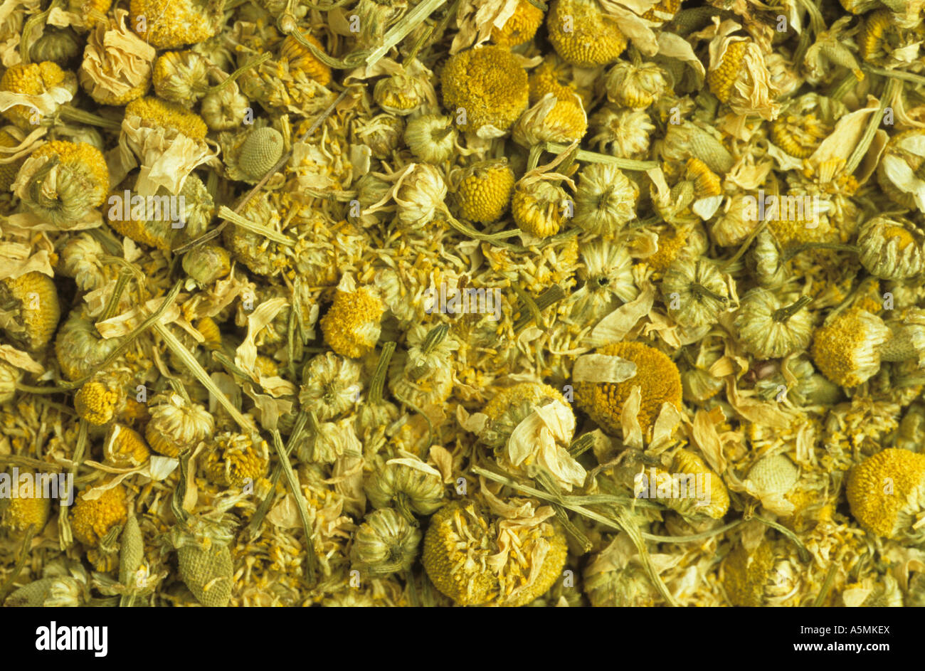 Kamille getrocknet Kamillenblüten dry dried blossoms Camomile ...