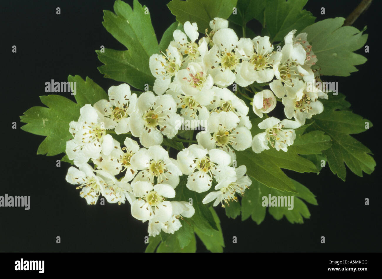 Crataegus, called hawthorn, thornapple, hawberry Stock Photo - Alamy