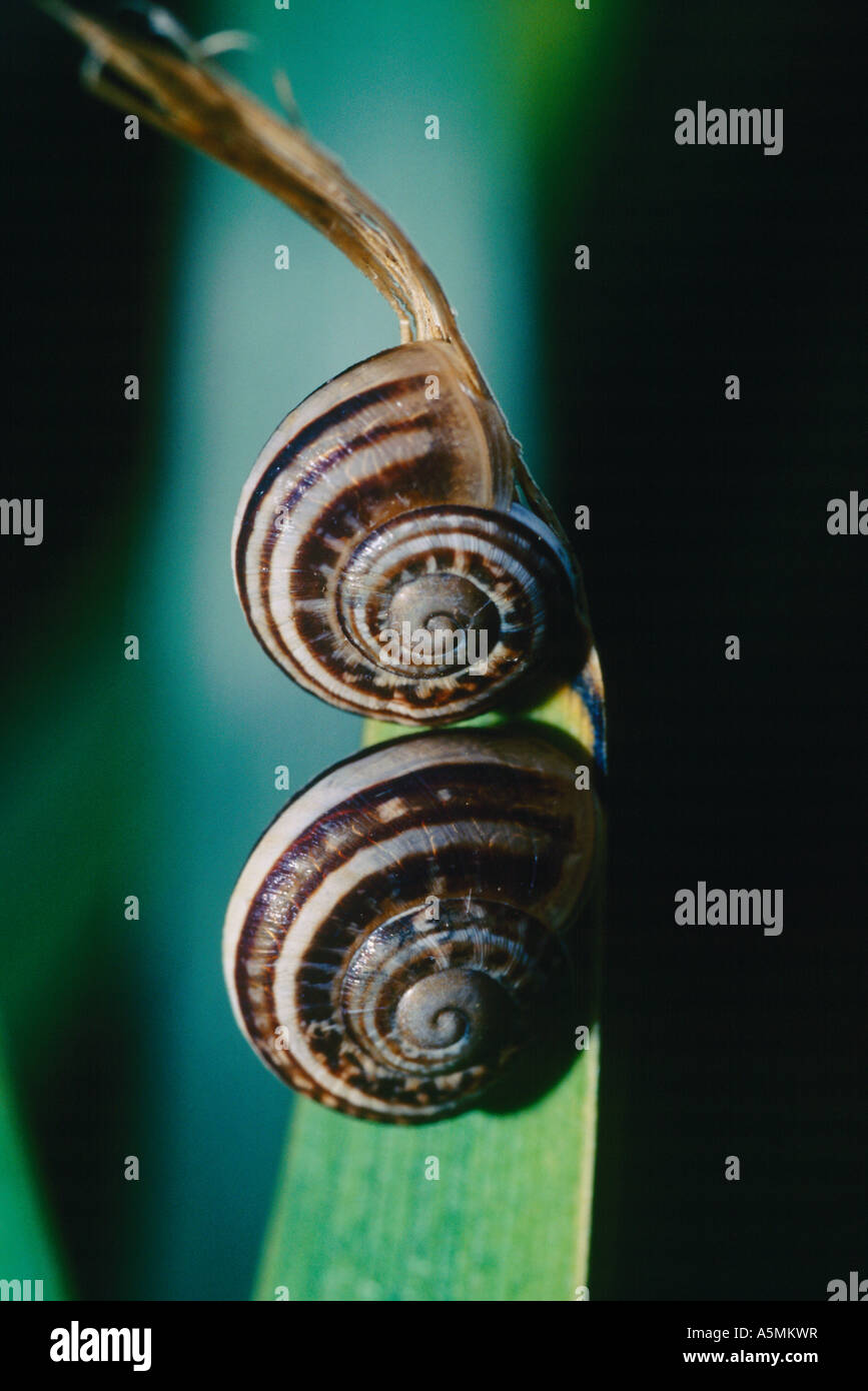 Top snails hi-res stock photography and images - Alamy