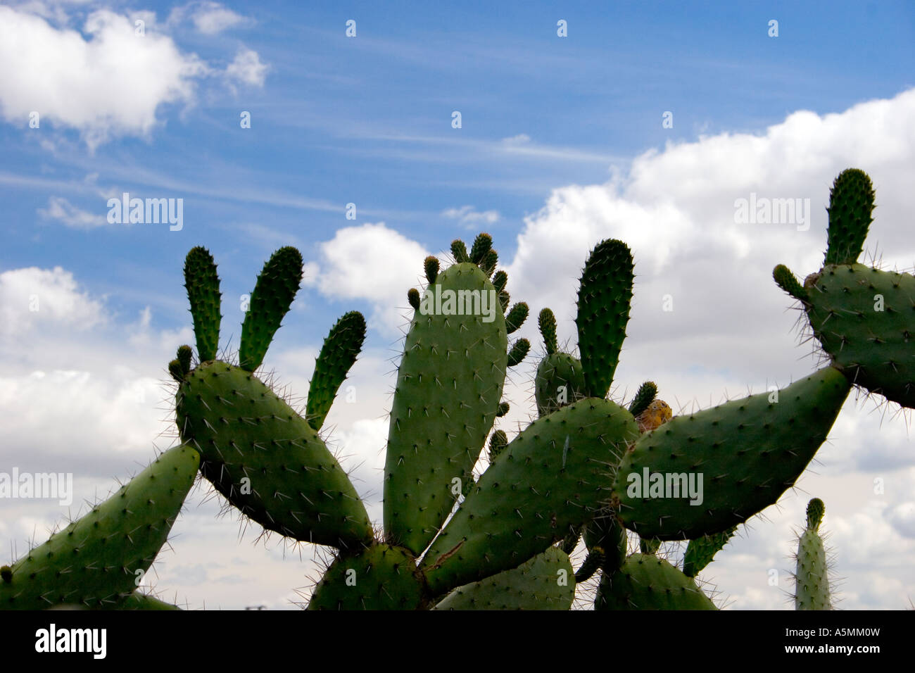Cactus in seville spain hi-res stock photography and images - Alamy