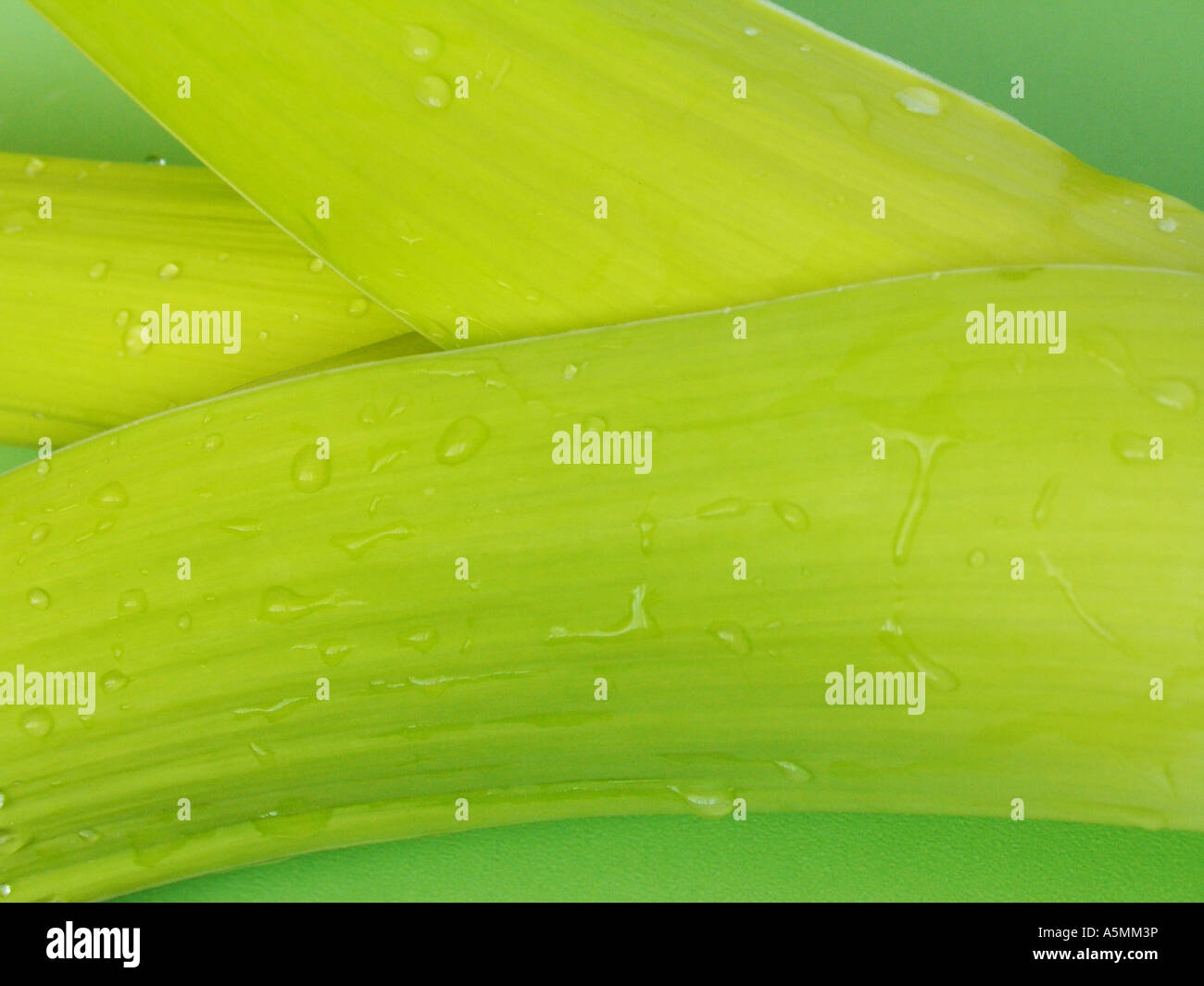 leek, allium porrum Stock Photo - Alamy