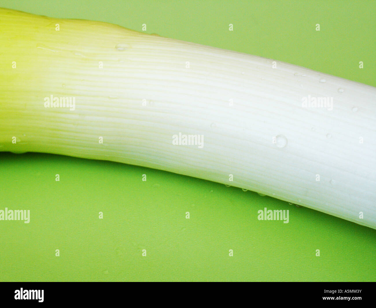 leek, allium porrum Stock Photo - Alamy