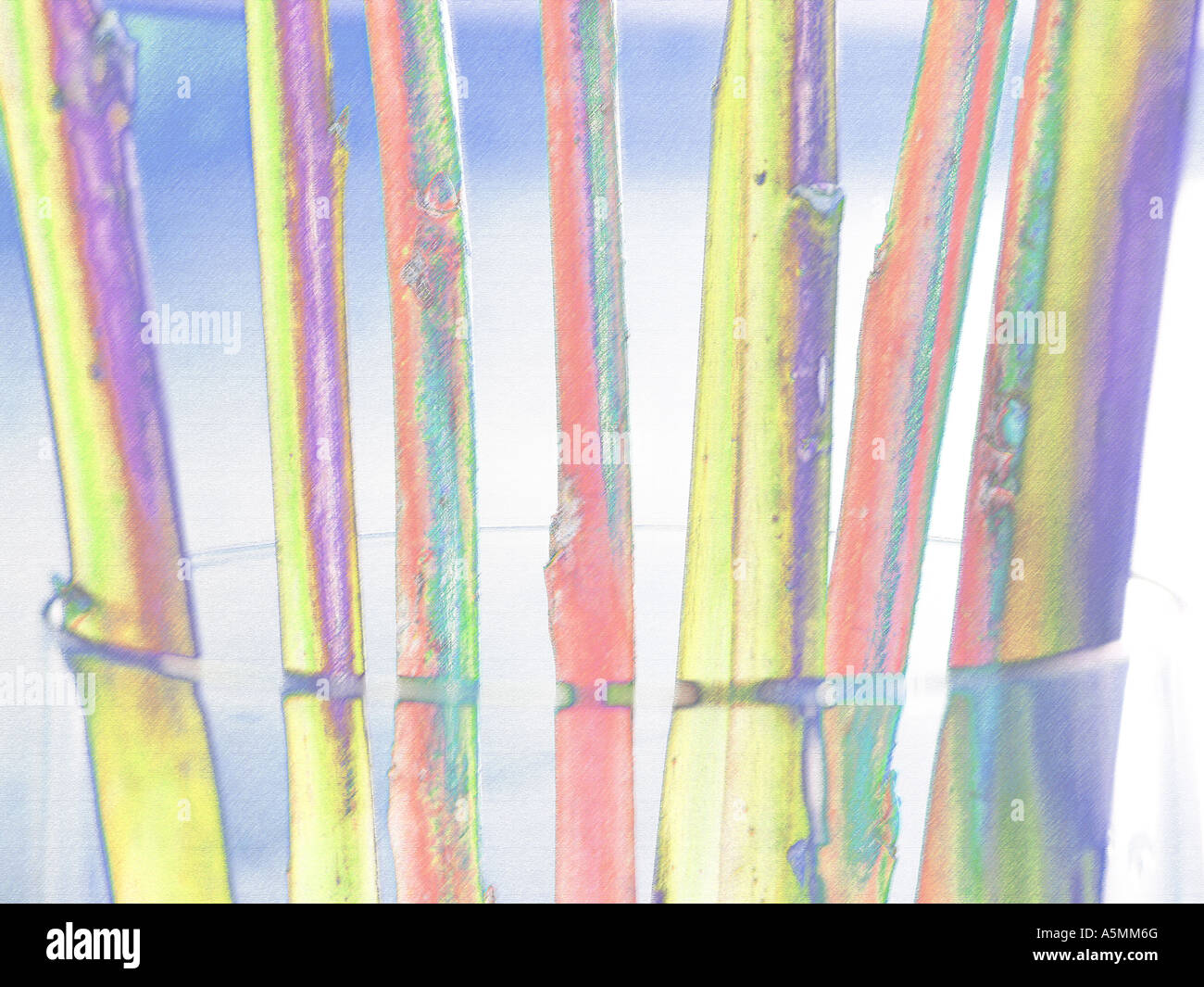 Salix tree drawing hi-res stock photography and images - Alamy