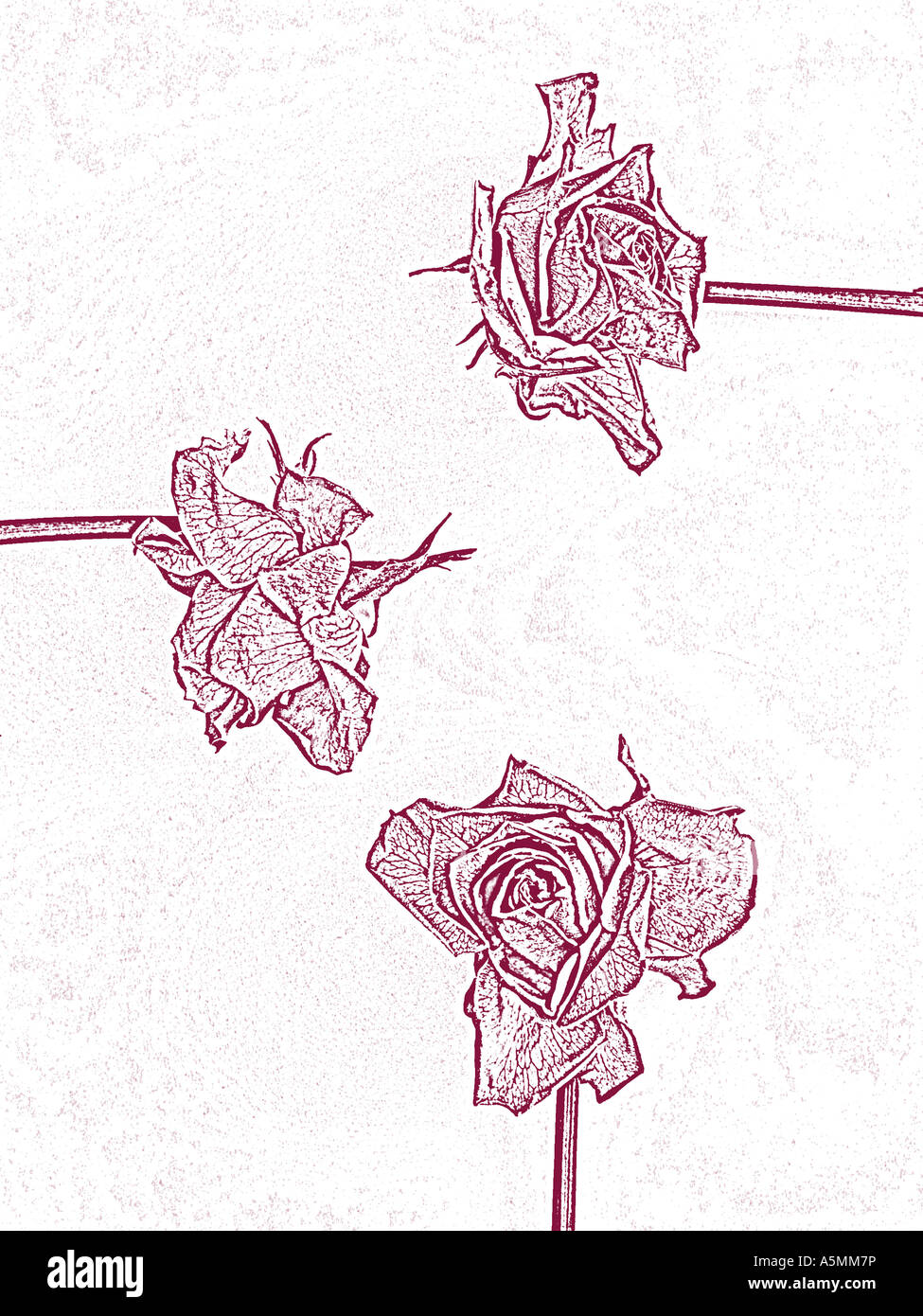 Rose like blooms Cut Out Stock Images & Pictures - Alamy