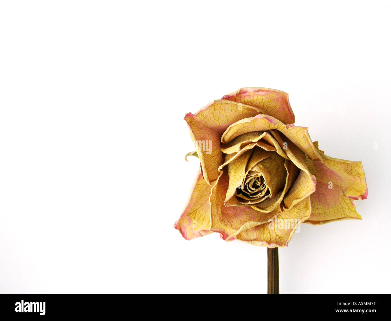 Separation petal yellow hi-res stock photography and images - Alamy