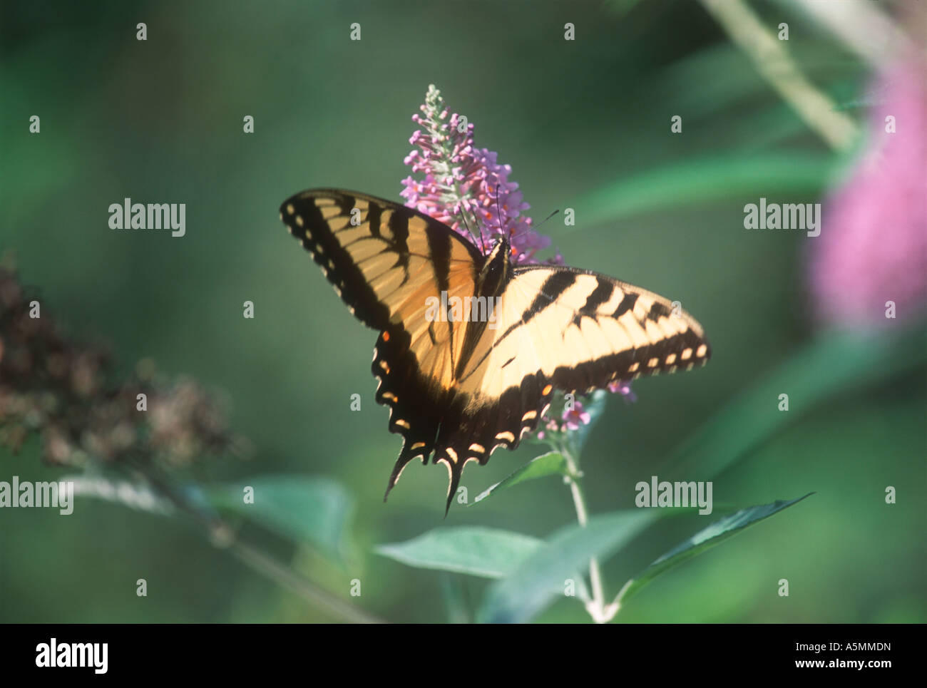 Male tiger swallowtail butterfly hi-res stock photography and images ...
