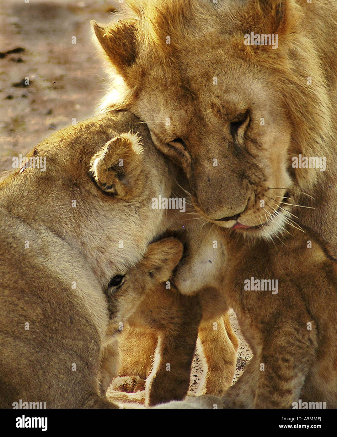 Lions Love A Family