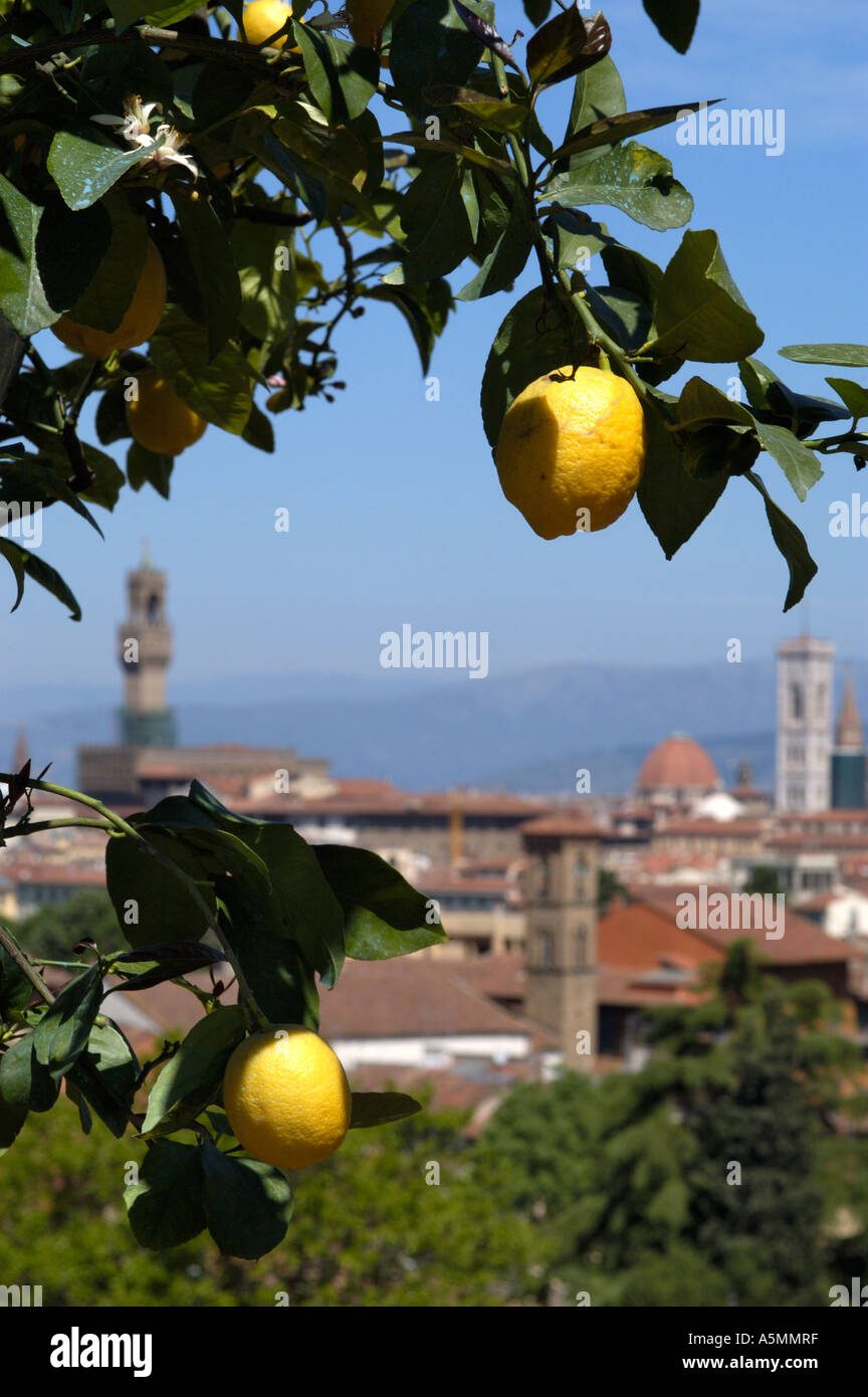 Florence under the lemon tree Stock Photo - Alamy