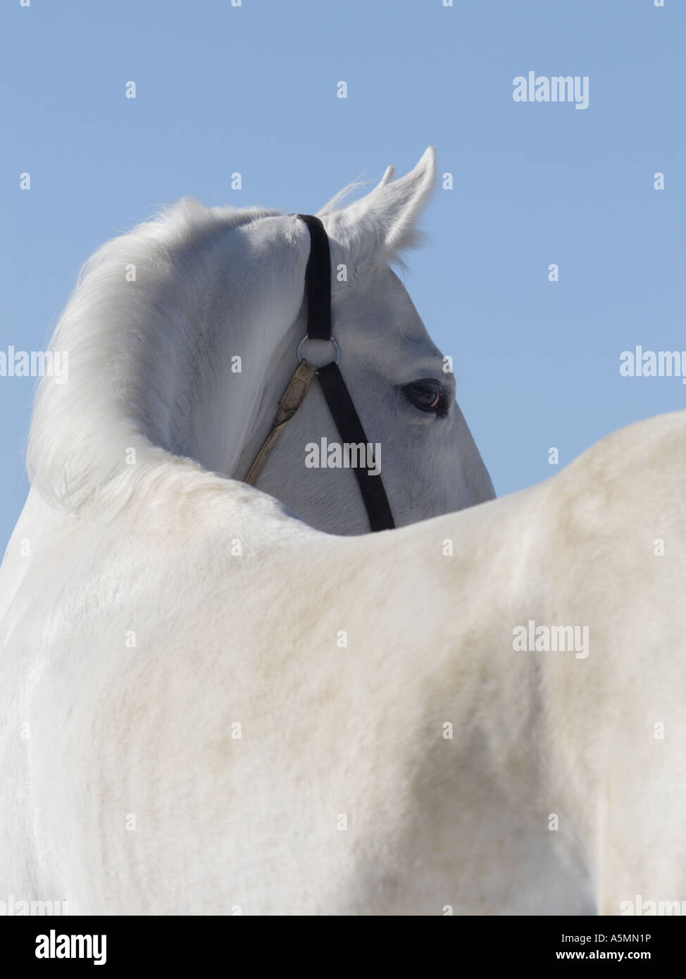 White horse sight Stock Photo - Alamy