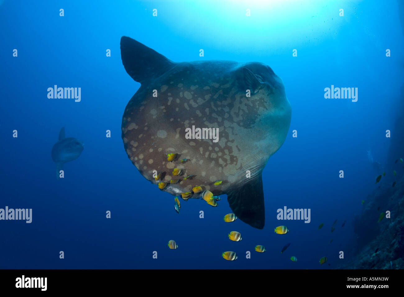 Ocean Sunfish Mola Mola Bali Island Indo Pazific Indonesia Stock Photo ...