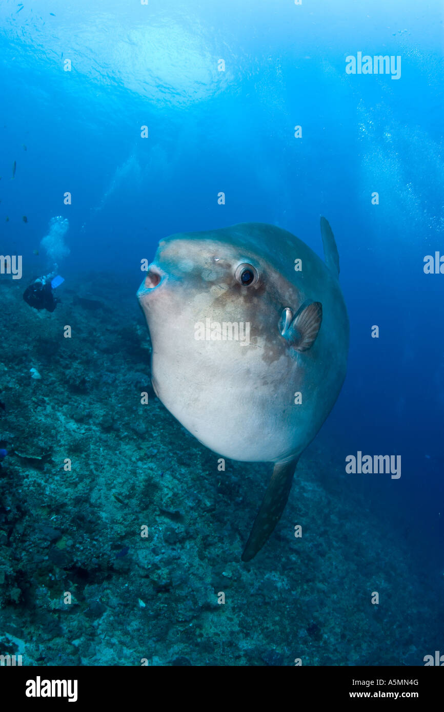 Ocean Sunfish and Diver Mola Mola Bali Island Indo Pazific Indonesia ...