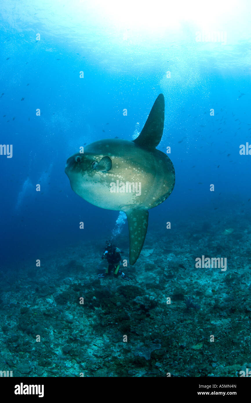 Ocean Sunfish and Diver Mola Mola Bali Island Indo Pazific Indonesia ...