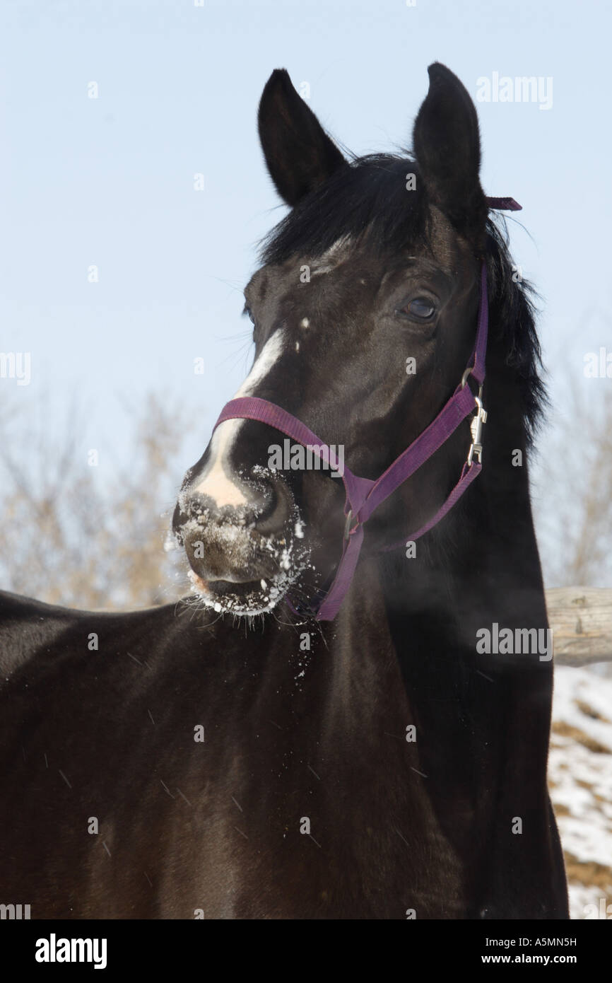 Dark horse head Stock Photo - Alamy