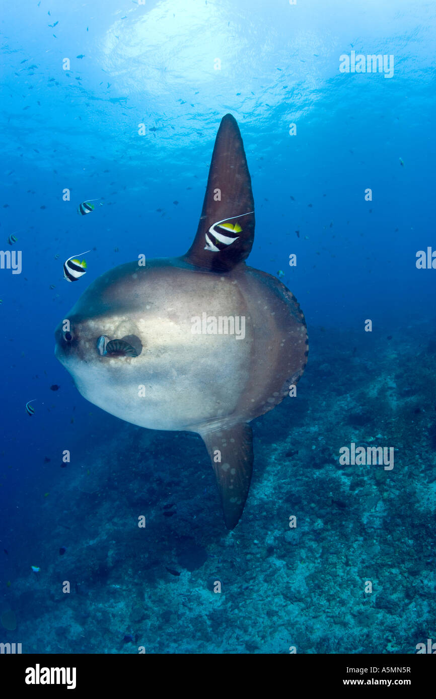 Ocean Sunfish longfin bannerfishes cleaning the skin Mola Mola ...