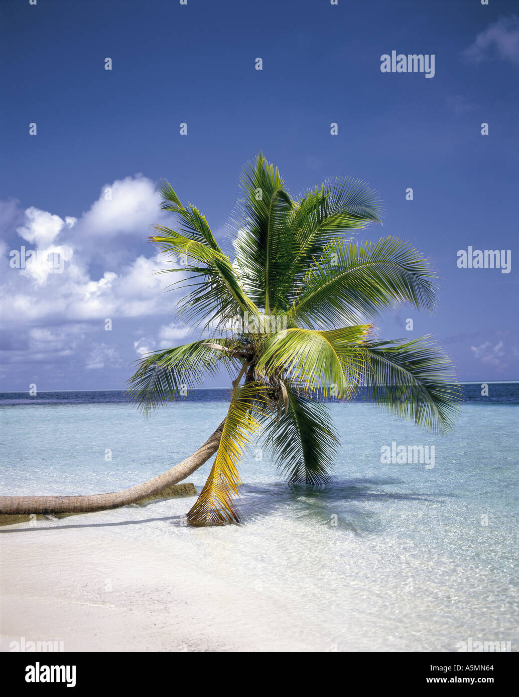 Palm tree over beach Maldives Stock Photo - Alamy