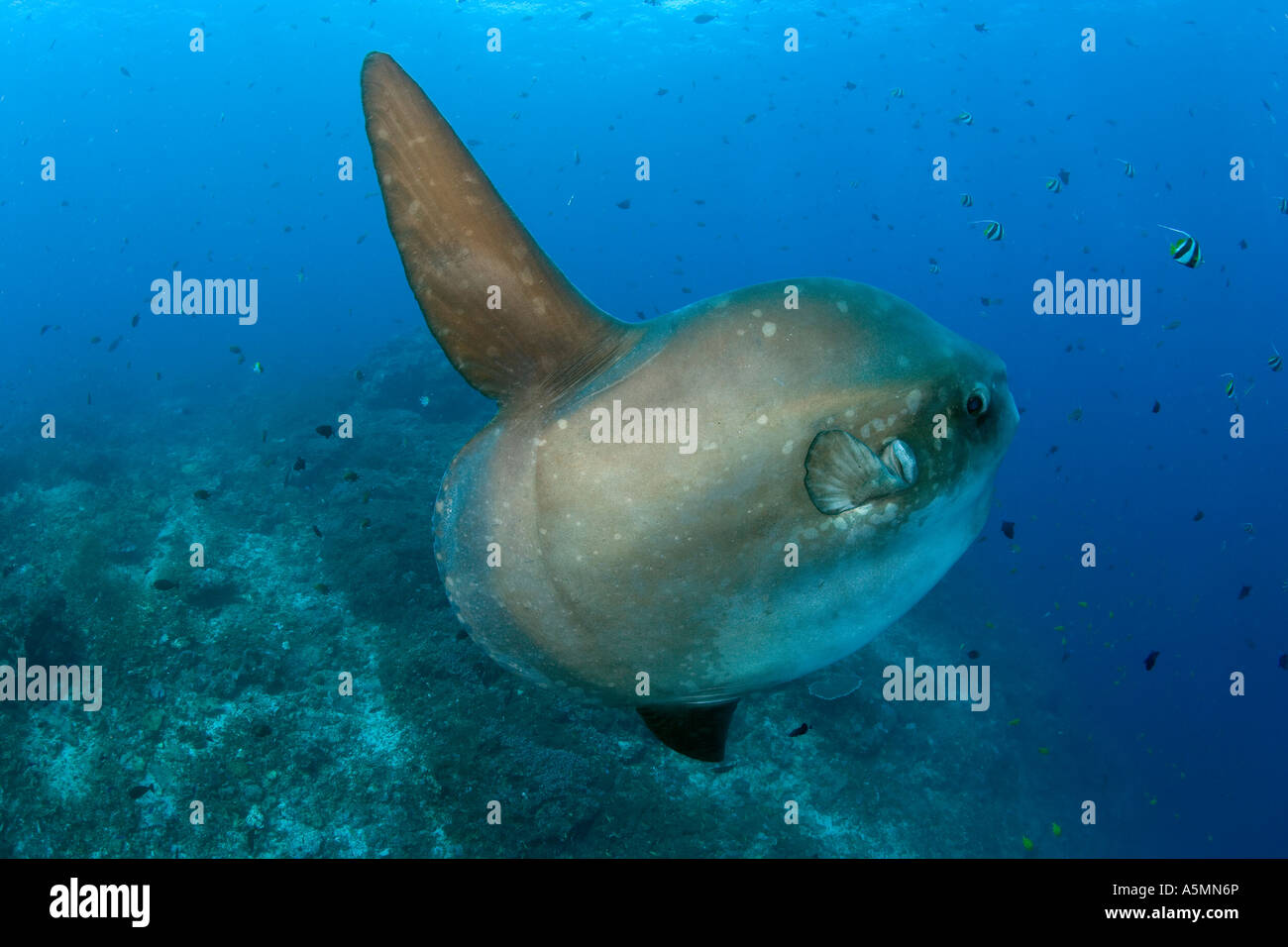 Ocean sunfish bali hi-res stock photography and images - Alamy