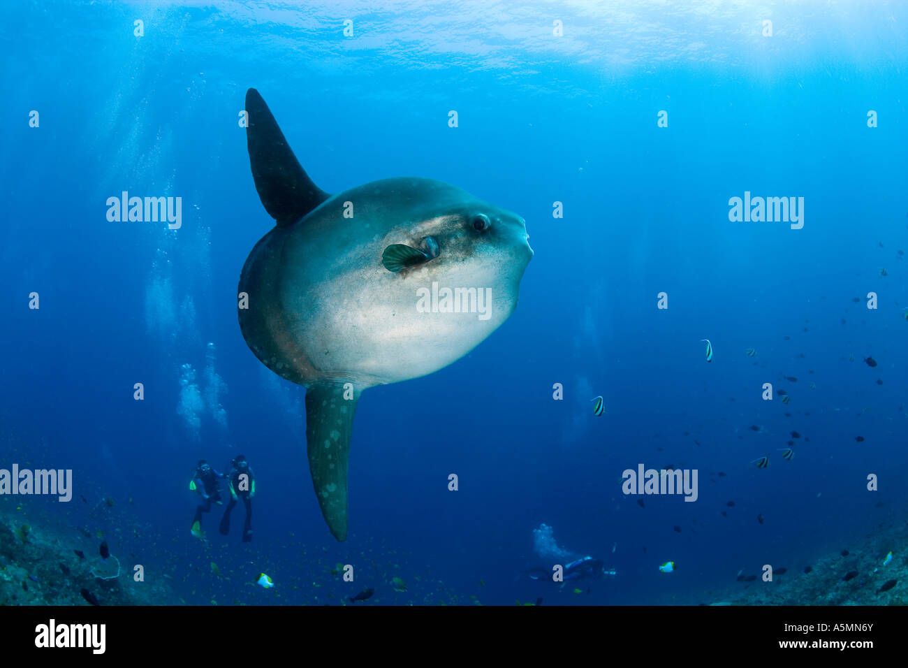 Ocean Sunfish and Diver Mola Mola Bali Island Indo Pazific Indonesia ...