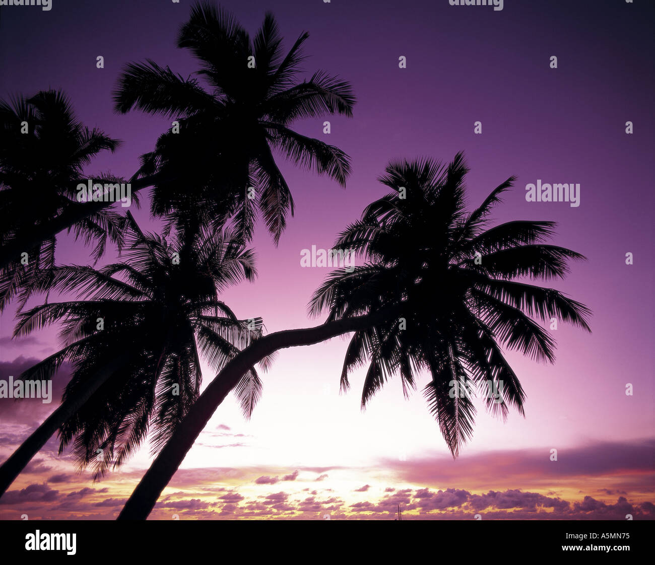 Tropical beach at sunset on island of Maldives Stock Photo - Alamy