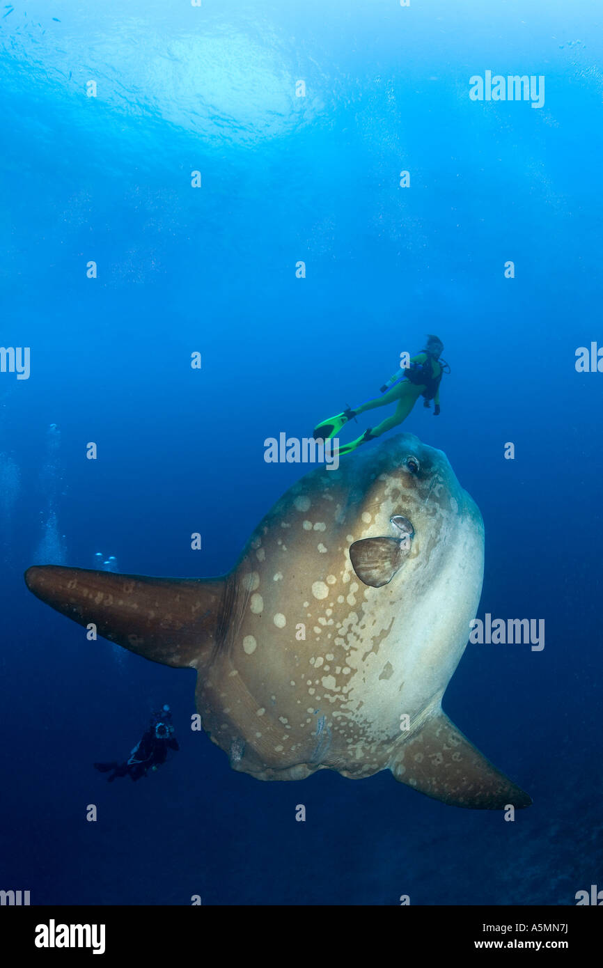Ocean Sunfish and Diver Mola Mola Bali Island Indo Pazific Indonesia ...