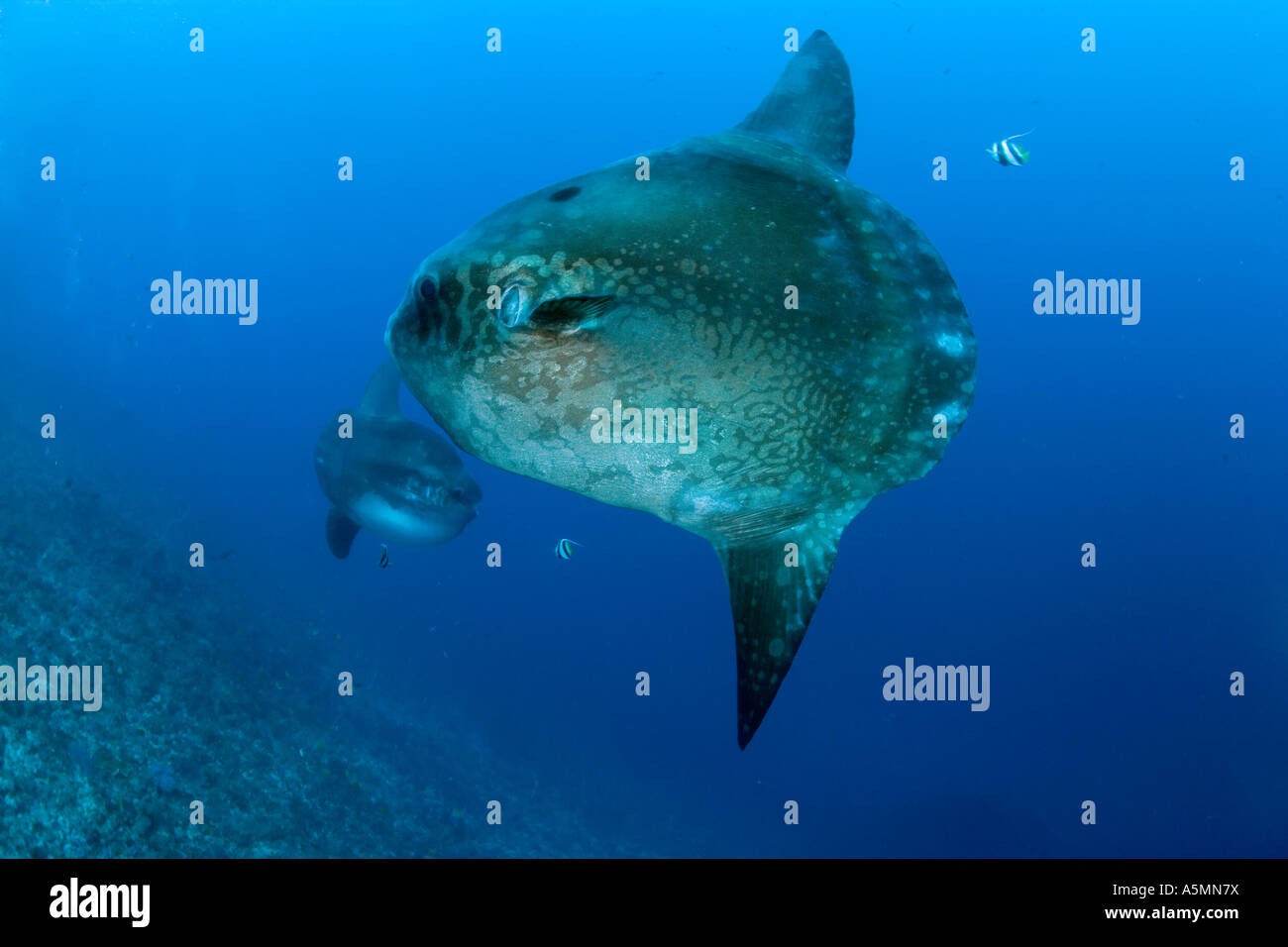 Ocean sunfish bali hi-res stock photography and images - Alamy