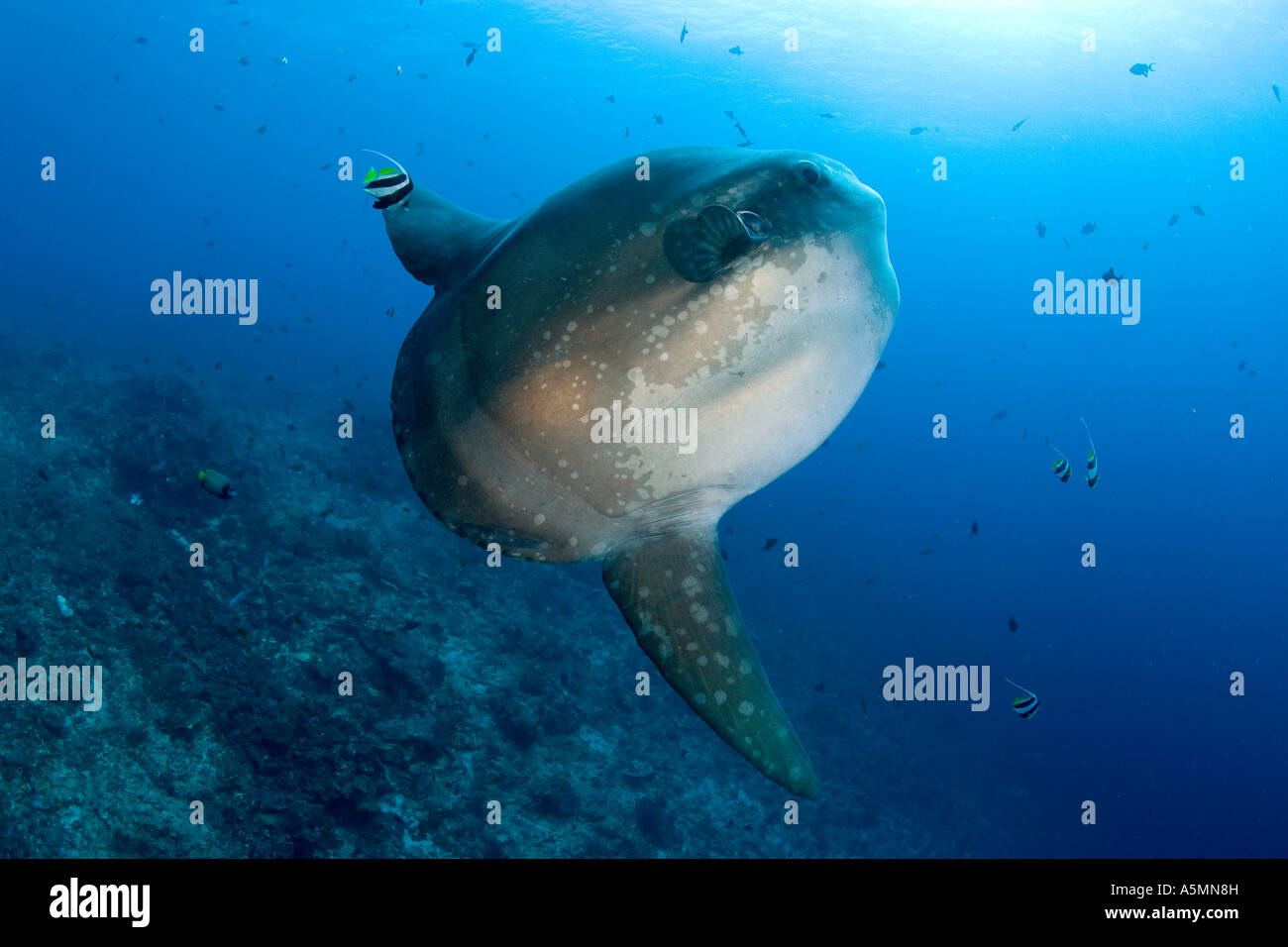 Ocean Sunfish Mola Mola Bali Island Indo Pazific Indonesia Stock Photo ...