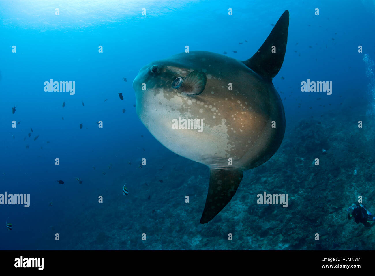 Sunfish bali hi-res stock photography and images - Alamy