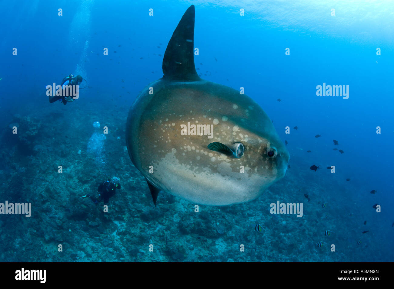 Ocean Sunfish and Diver Mola Mola Bali Island Indo Pazific Indonesia ...