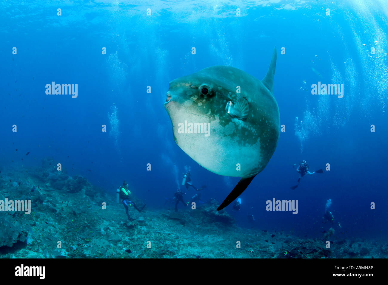 Ocean Sunfish and Diver Mola Mola Bali Island Indo Pazific Indonesia ...