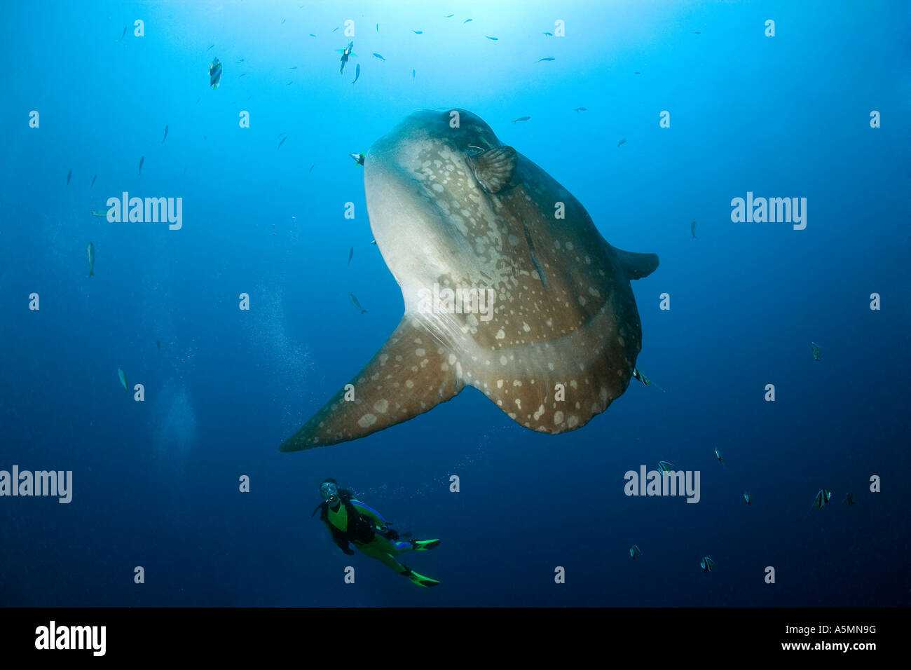Ocean Sunfish and Diver Mola Mola Bali Island Indo Pazific Indonesia ...