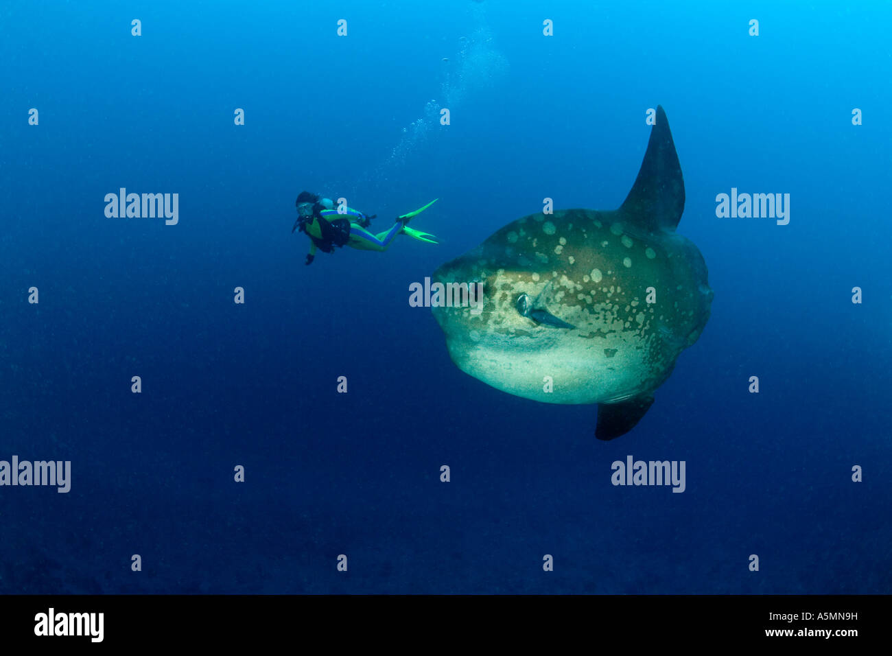 Ocean Sunfish and Diver Mola Mola Bali Island Indo Pazific Indonesia ...