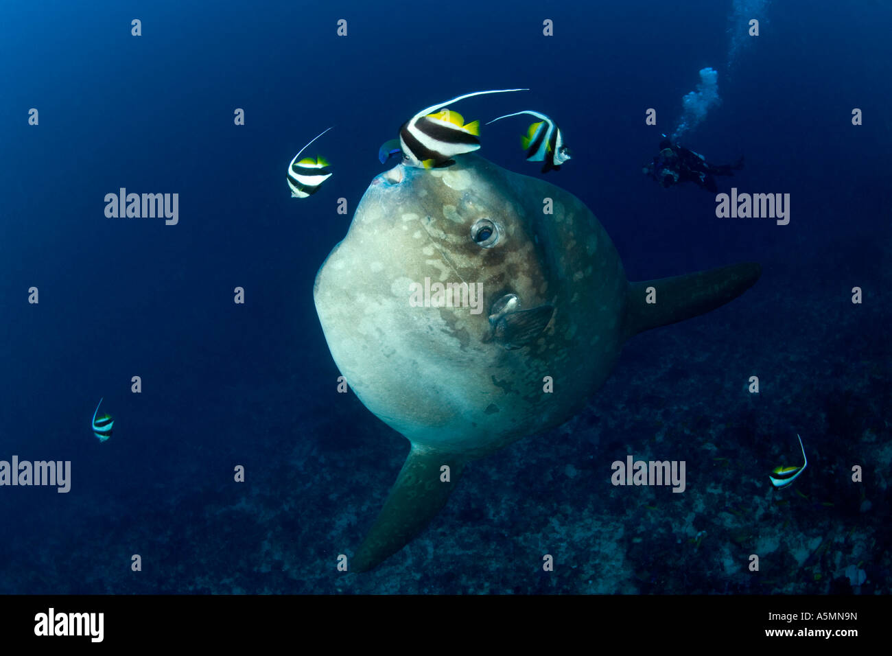 Ocean sunfish bali hi-res stock photography and images - Alamy