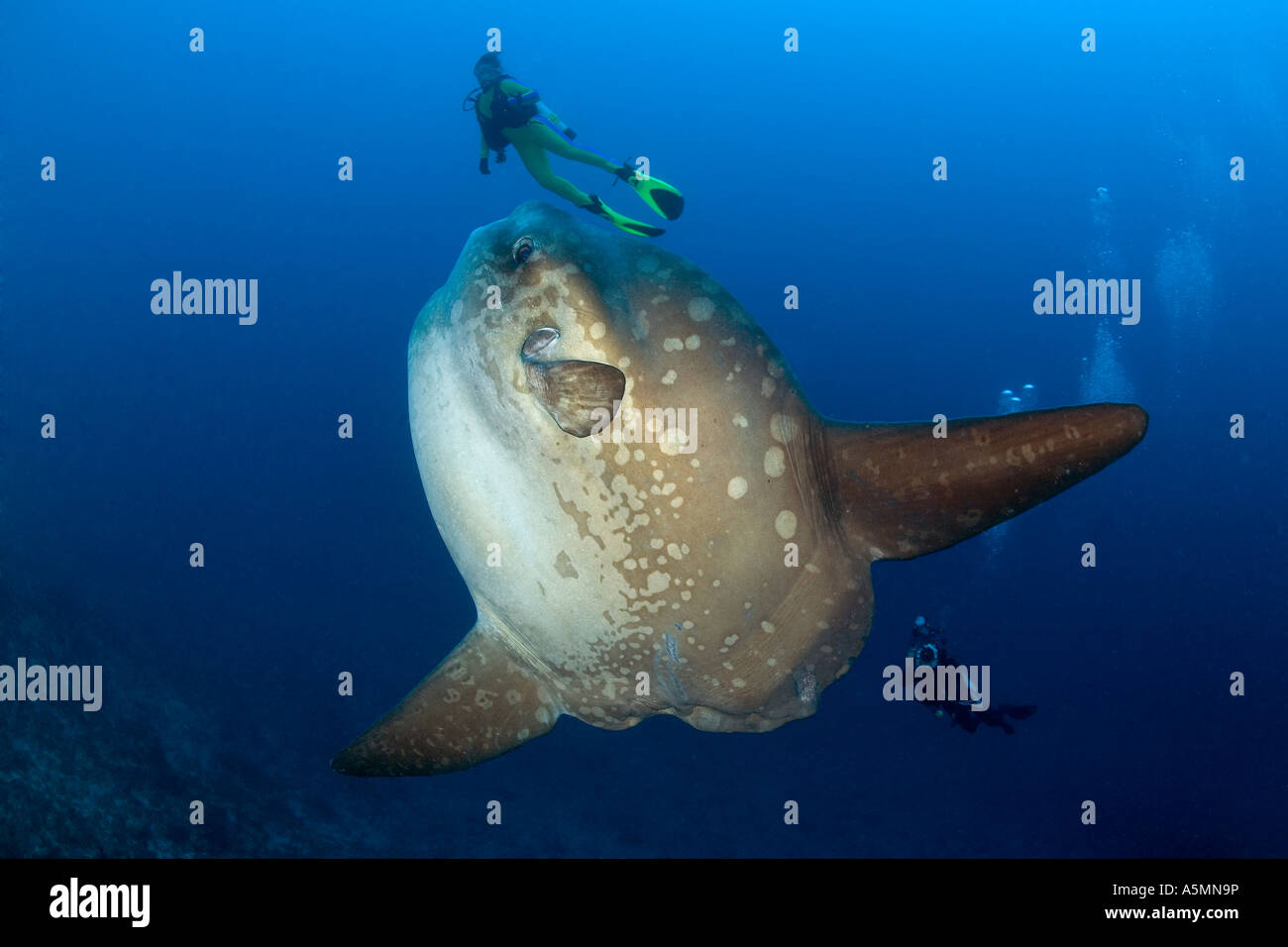 Ocean Sunfish and Diver Mola Mola Bali Island Indo Pazific Indonesia ...