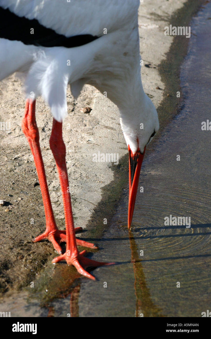 Stork drinking hi-res stock photography and images - Alamy