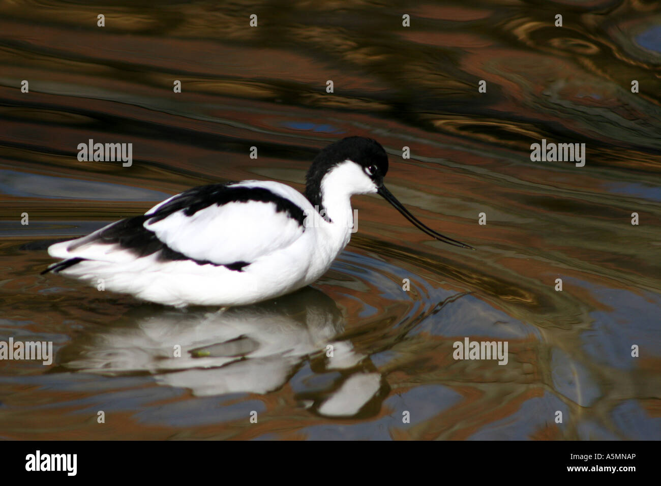 Avocet beak hi-res stock photography and images - Alamy