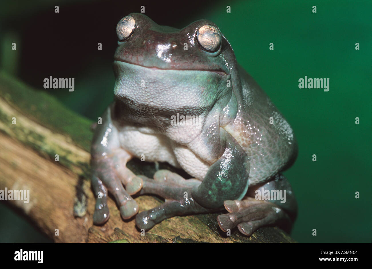 Tiddalik the frog hi-res stock photography and images - Alamy